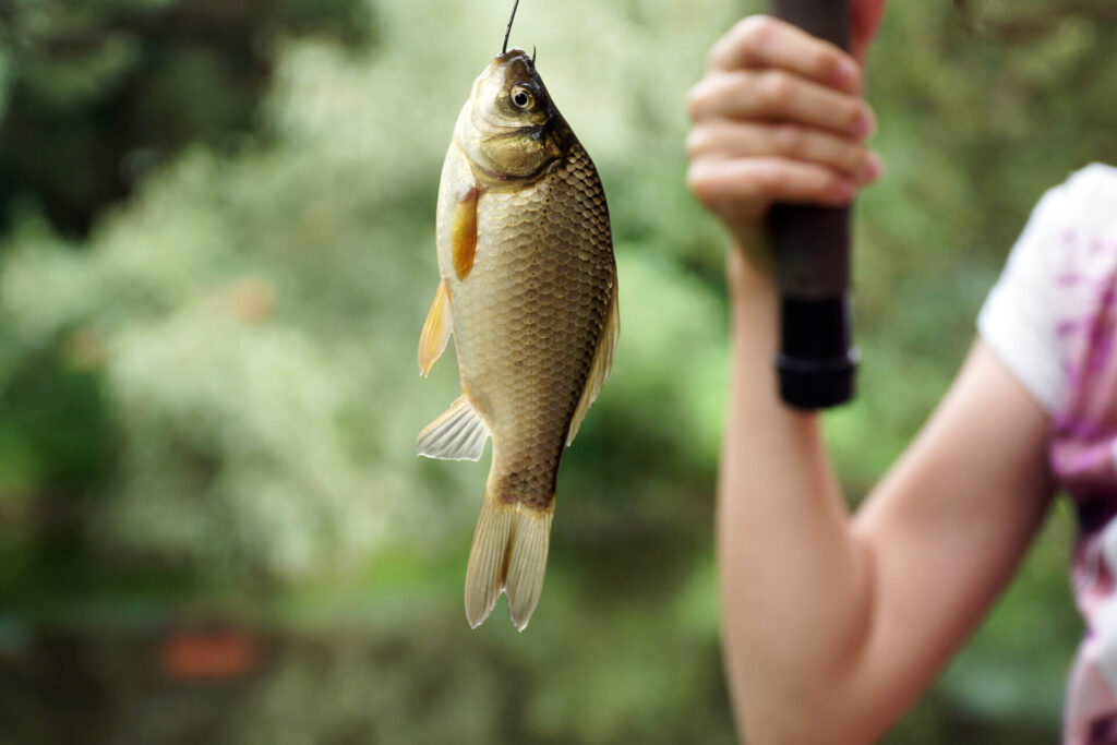 What Is Fishing? A Beginner's Guide to Understanding the Fishing ...