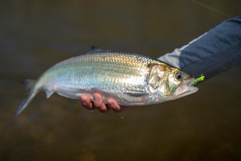 What Is Fishing? A Beginner's Guide to Understanding the Fishing ...