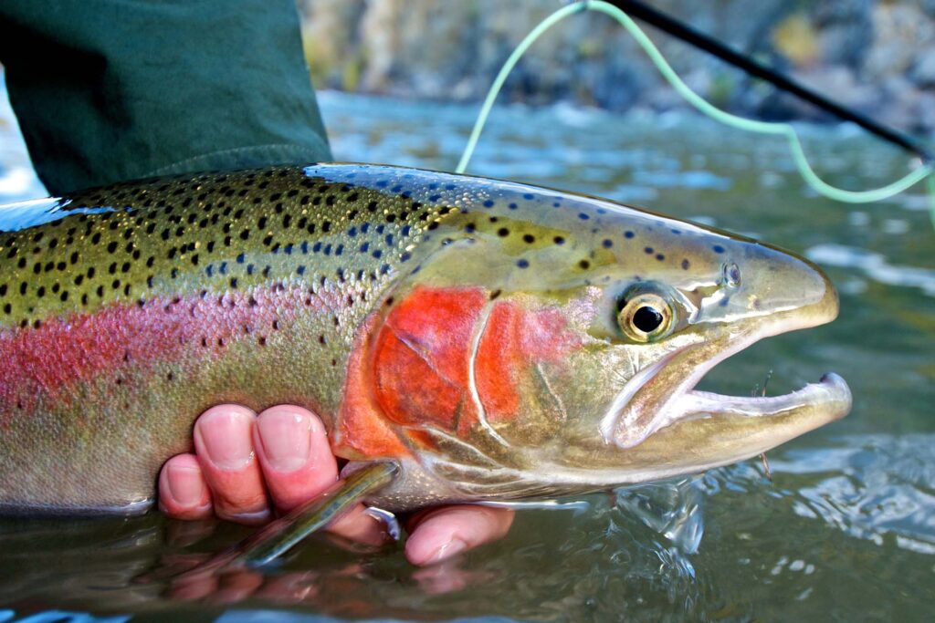What Is Fishing? A Beginner's Guide to Understanding the Fishing ...